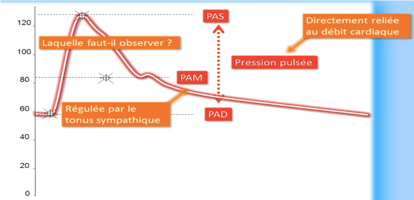 Association entre la PAM et l'insuffisance rénale et les lésions ...